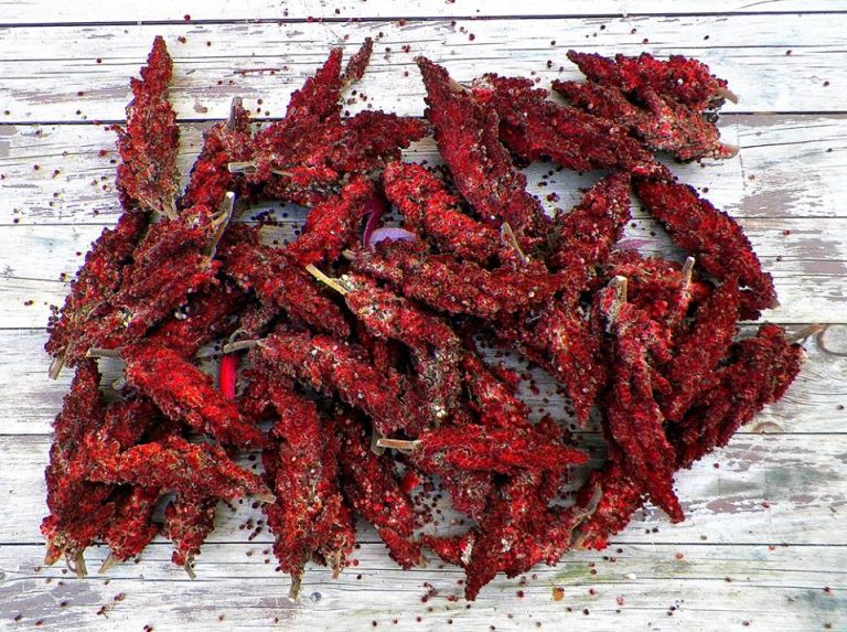 3 EASY Steps How to Make Sumac-ade Lemonade Berry Tea – Bulgarian Non ...
