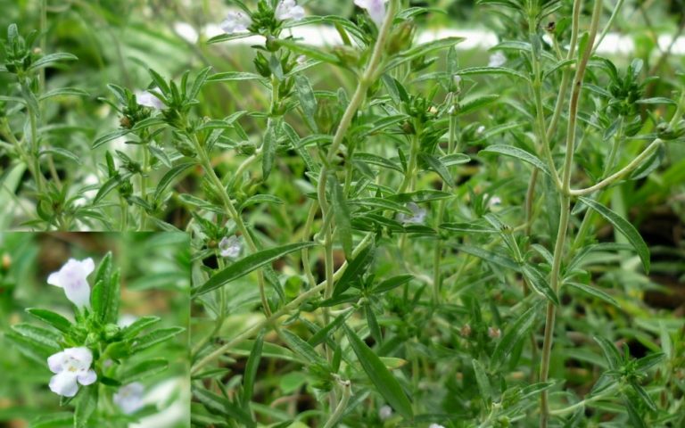 The Skinny Secretes of Summer Savory Bulgarian Chubritsa – Bulgarian ...